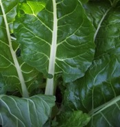 Two Dog Organic Nursery