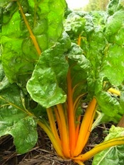 Two Dog Organic Nursery