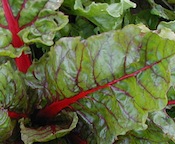 Two Dog Organic Nursery